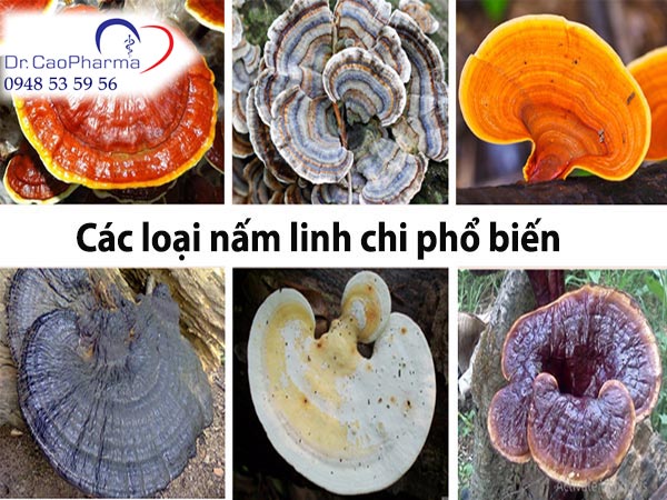 Nấm linh chi có mấy loại: Đặc điểm, công dụng từng loại